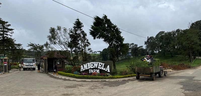 Ambewela Farm: A Scenic Dairy Adventure in Nuwara Eliya, Sri Lanka